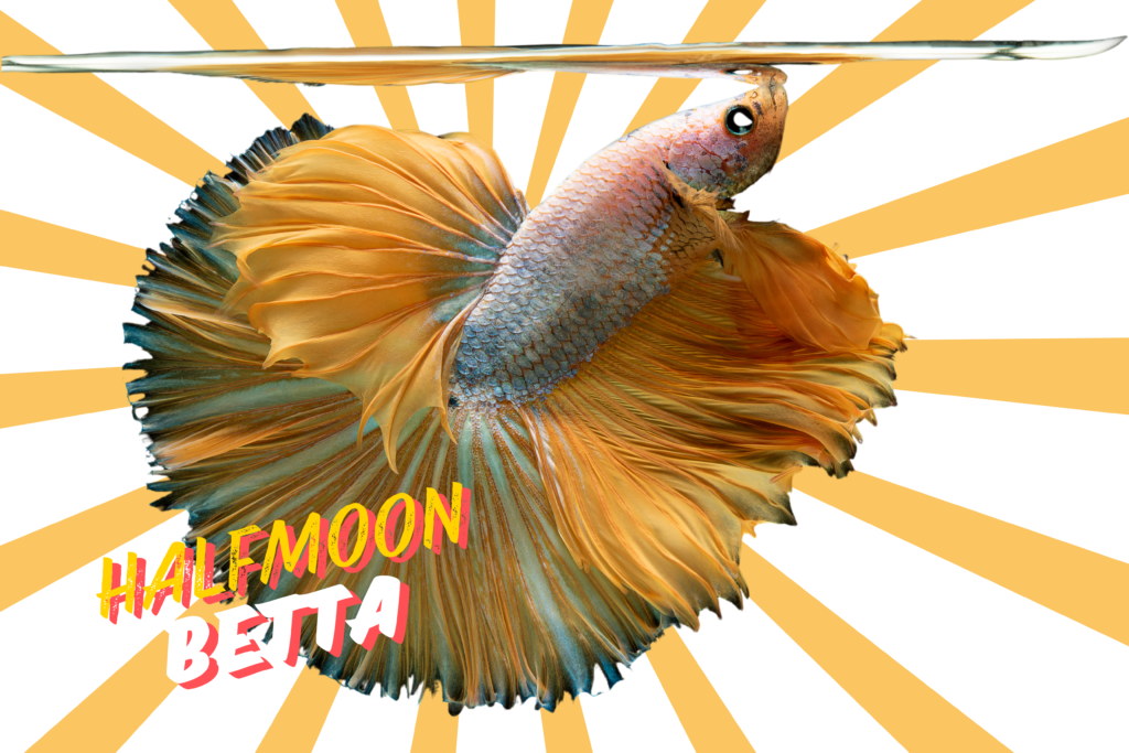 Aqua Bettas - Home Of The Best Betta Fish